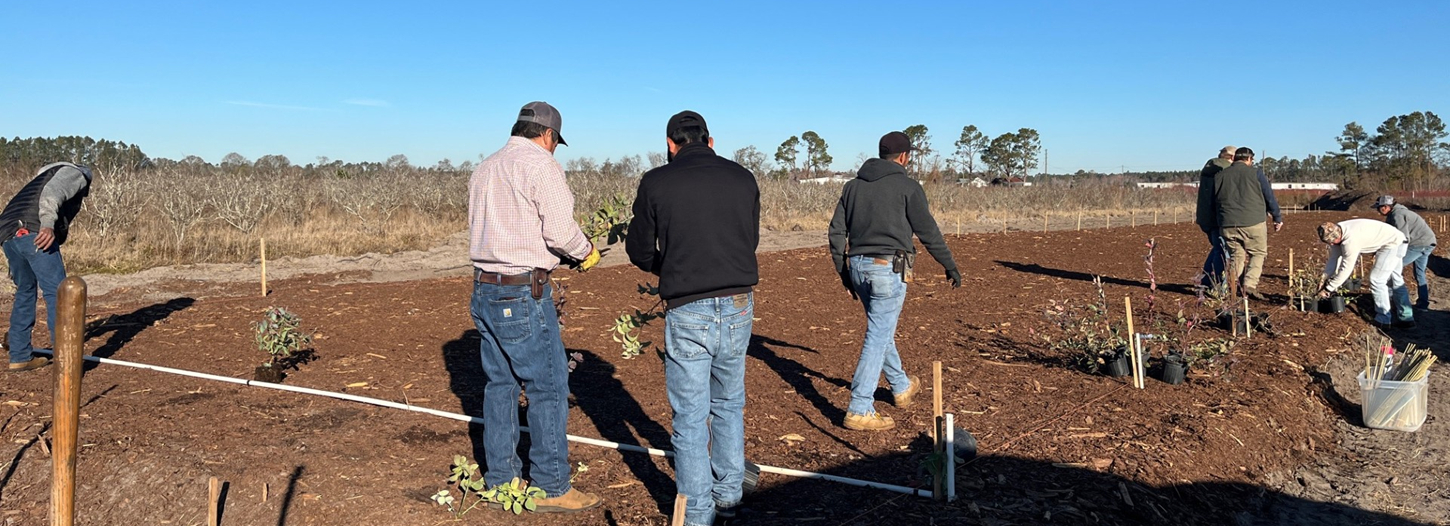Extension Blueberry Breeding